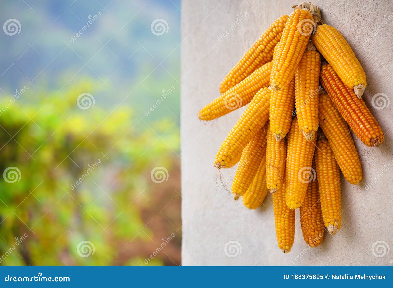 Cobs of Corn Drying in the Open Air Ñ onnected with Each Other Glumes ...