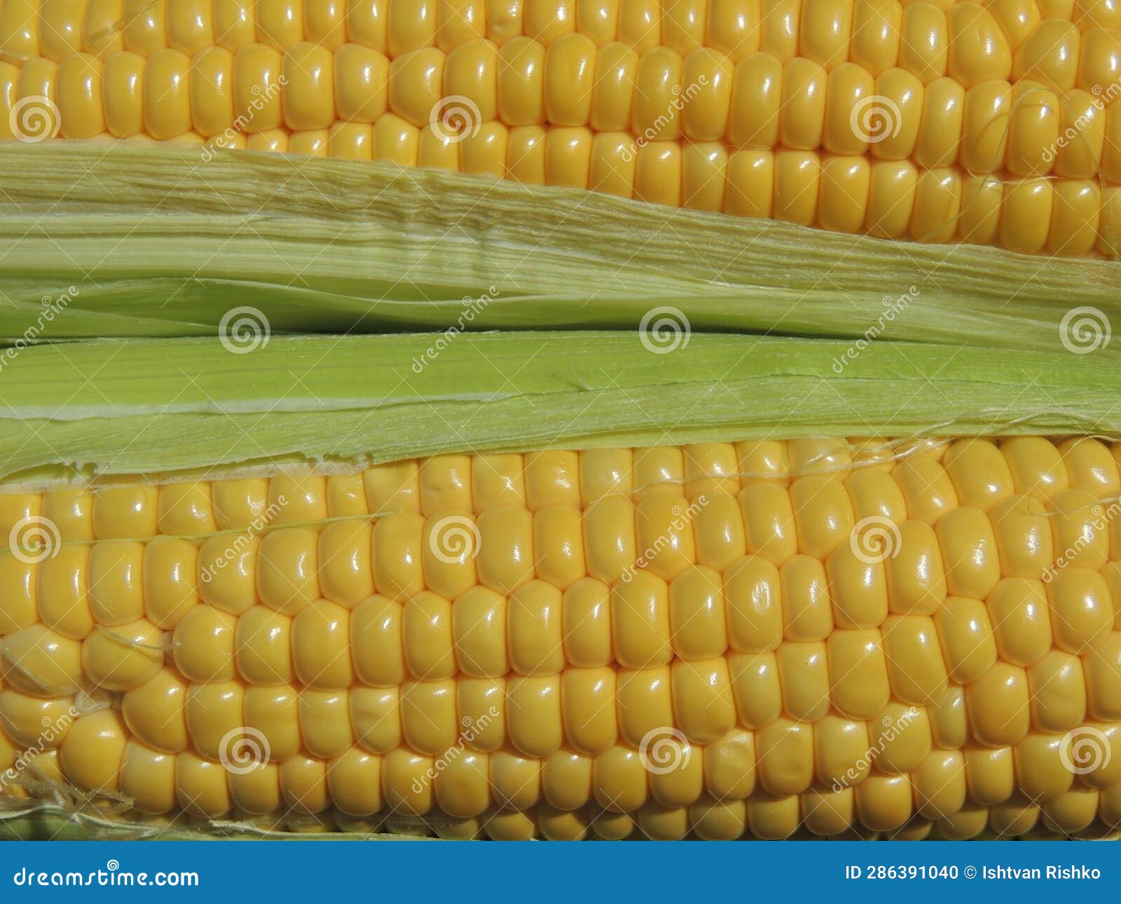 Fresh ripe corn on the cob stock photo. Image of plant - 286391040