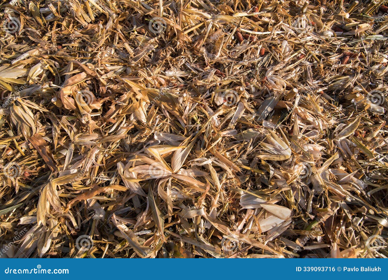 Husks Corn Background Stock Photography | CartoonDealer.com #78512006