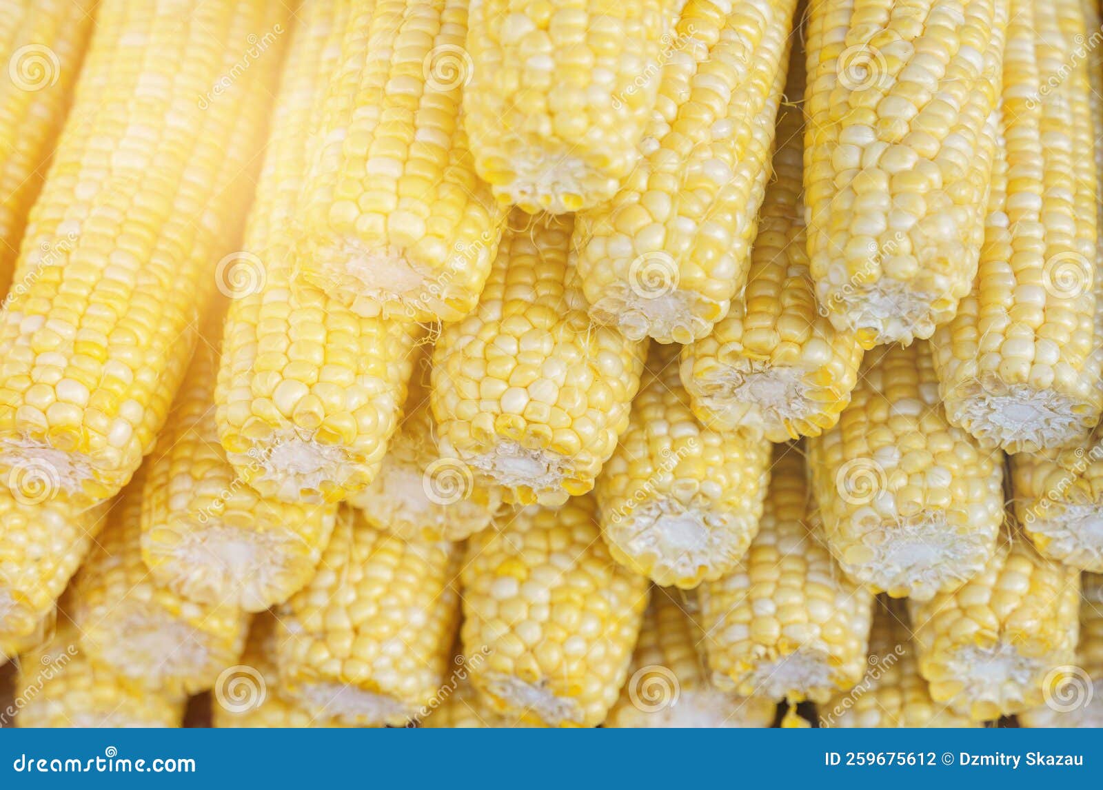 Cobs of Ripe Raw Corn. Background, Side View, Close-up. Stock Photo ...