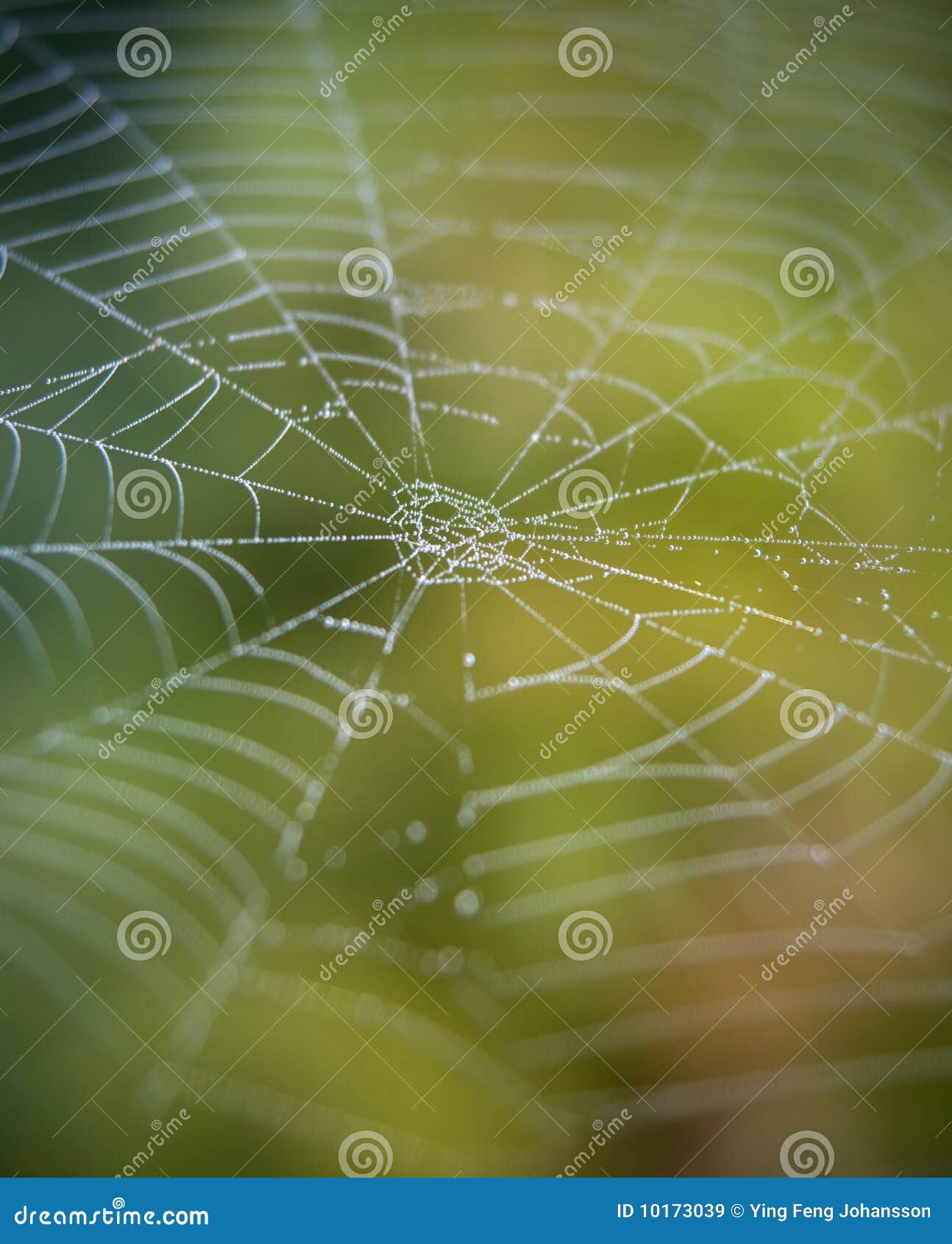 Cobweb stock image. Image of catch, geometry, pattern - 10173039