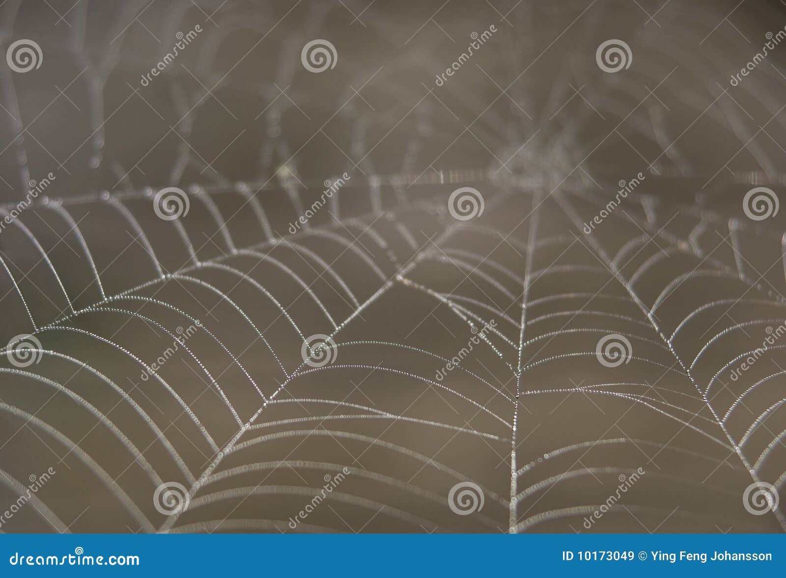 Cobweb stock image. Image of connection, shine, brown - 10173049
