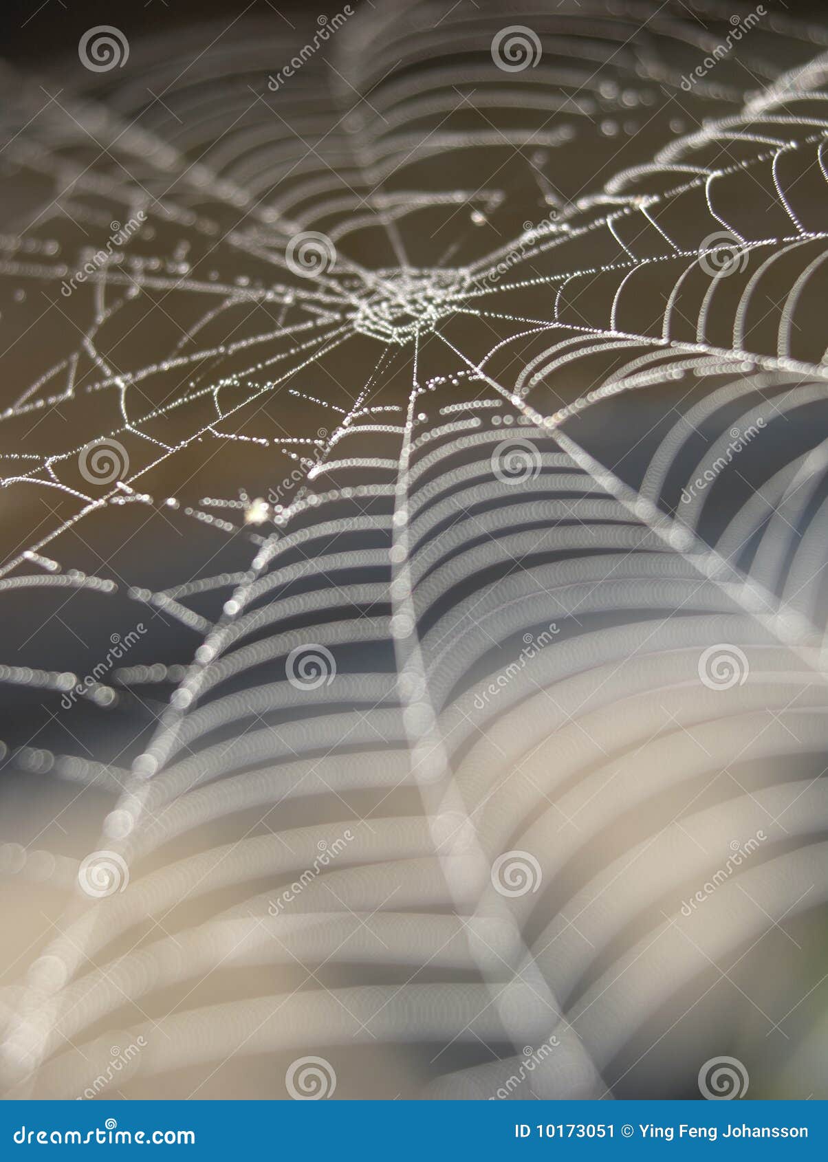 Cobweb stock image. Image of pearls, black, diminishing - 10173051