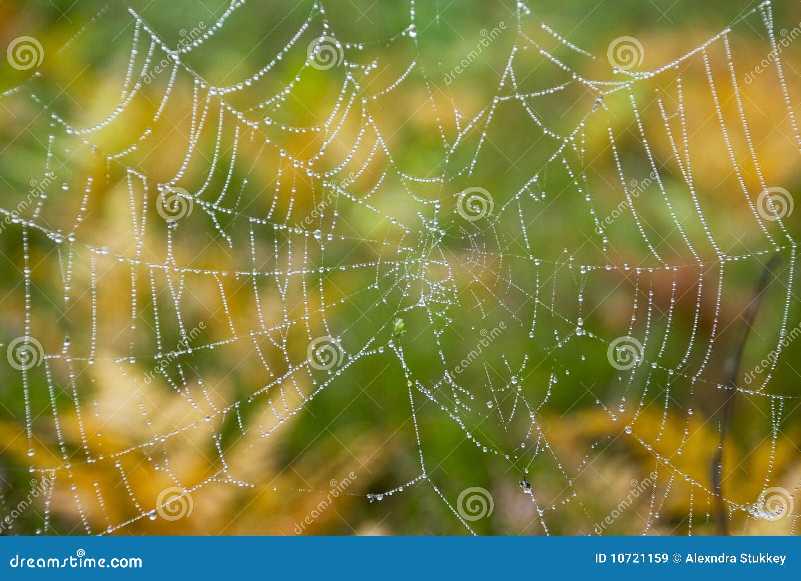 Cobweb stock image. Image of cobweb, design, waterdrop - 10721159