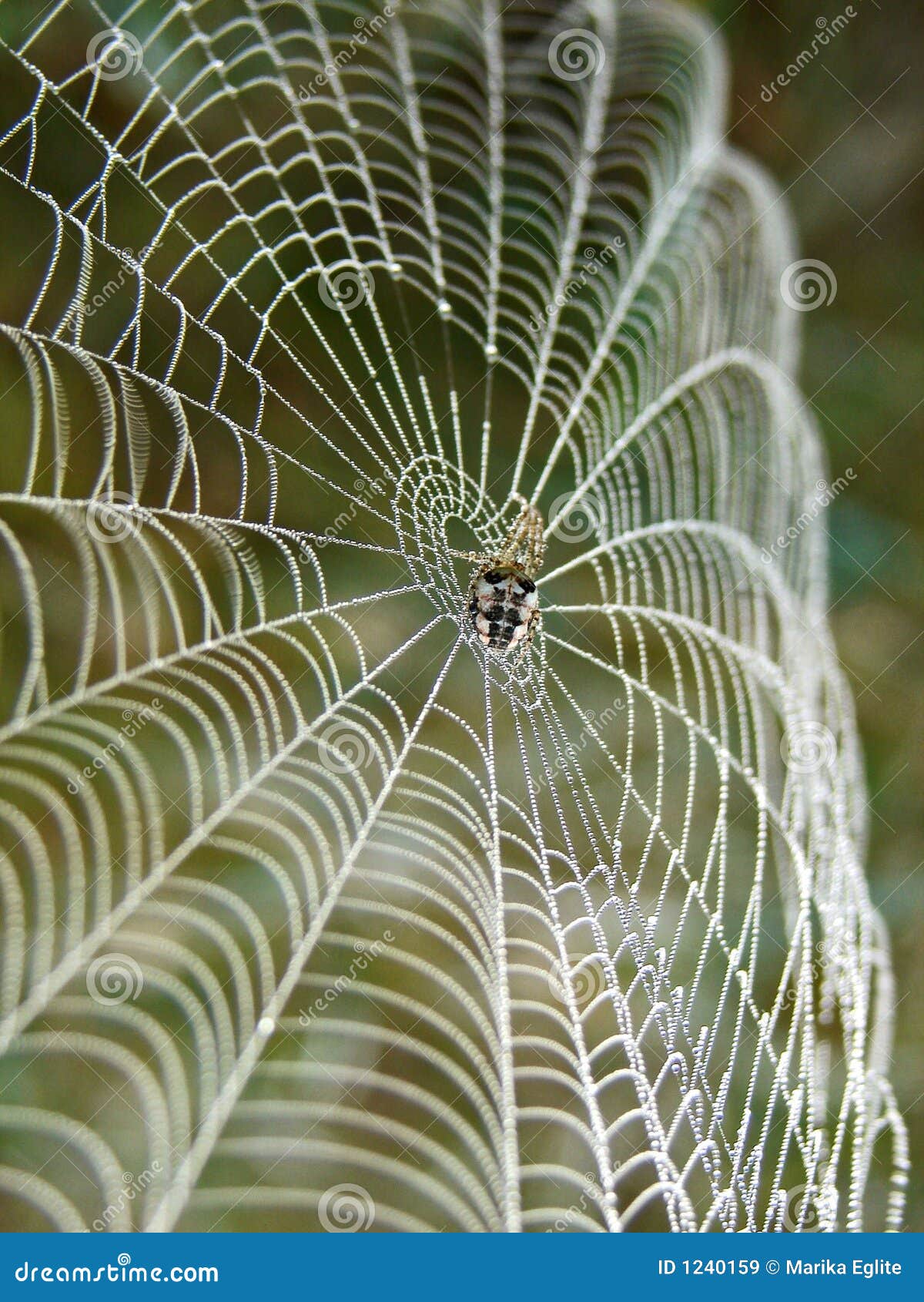 Cobweb stock image. Image of morning, season, cobweb, decorative - 1240159