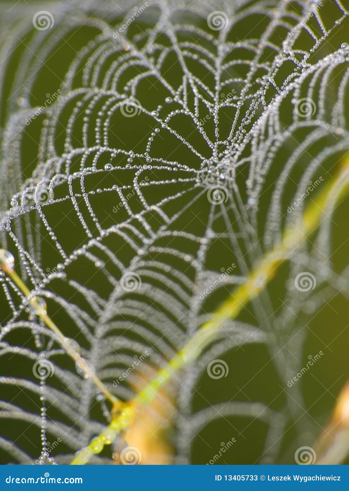 Cobweb stock image. Image of trees, cobweb, flower, trap - 13405733