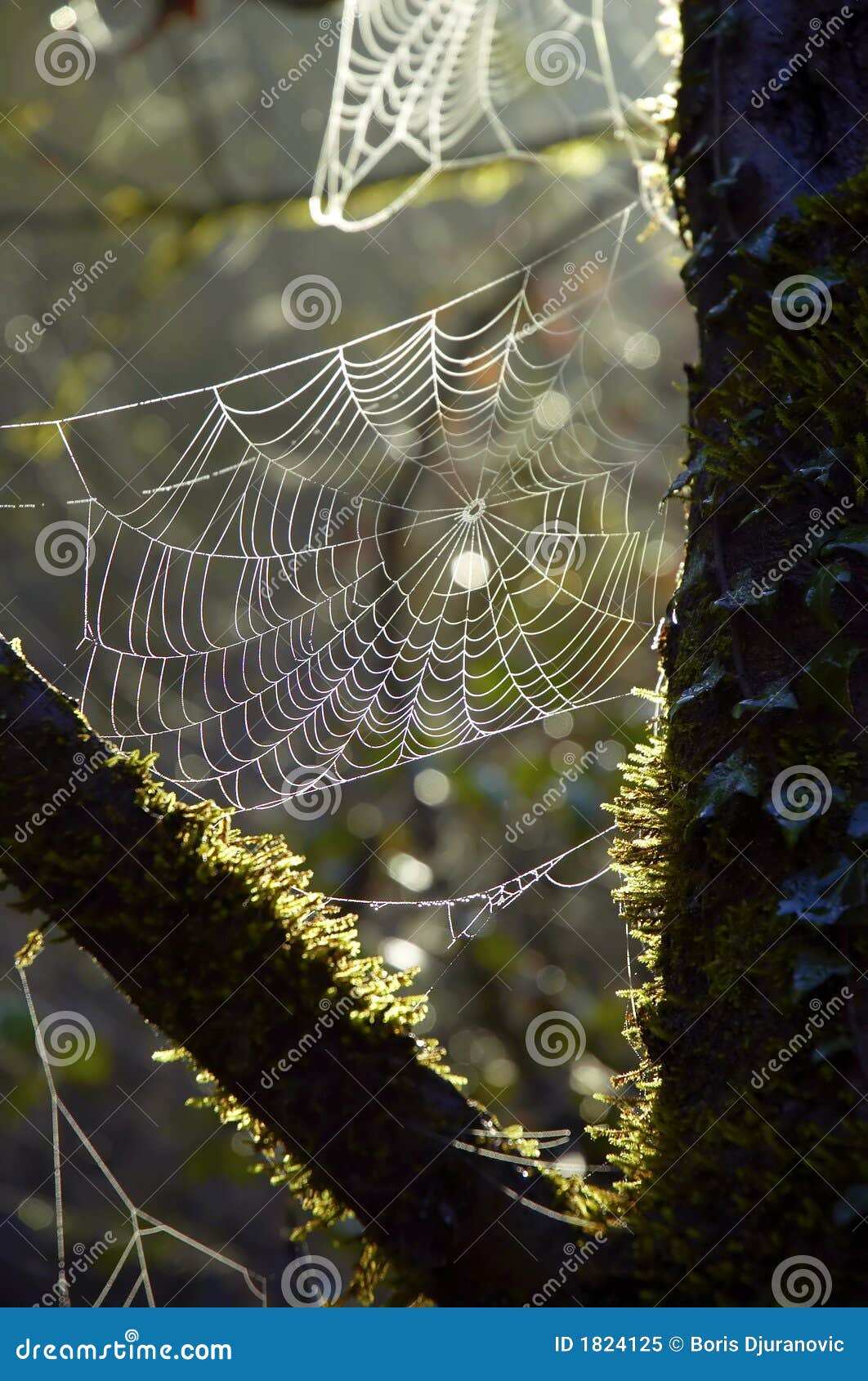 Cobweb stock image. Image of moss, wood, branch, granet - 1824125