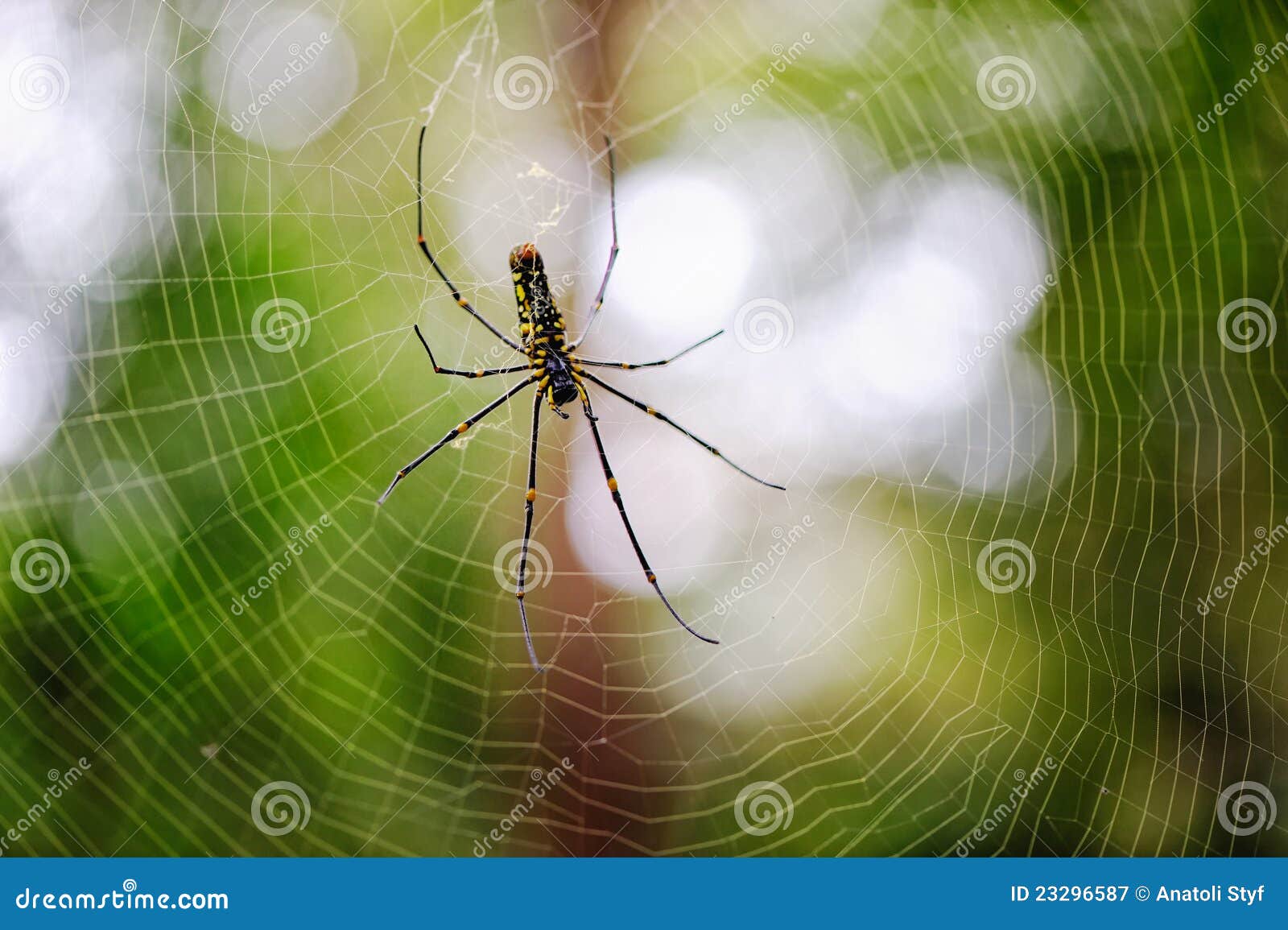 Cobweb stock image. Image of spin, pattern, spider, balance - 23296587