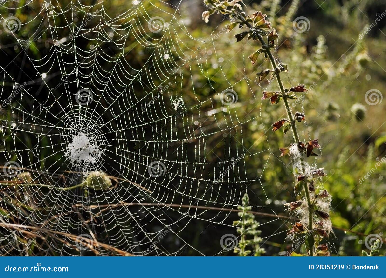 Cobweb stock image. Image of background, abstract, insect - 28358239