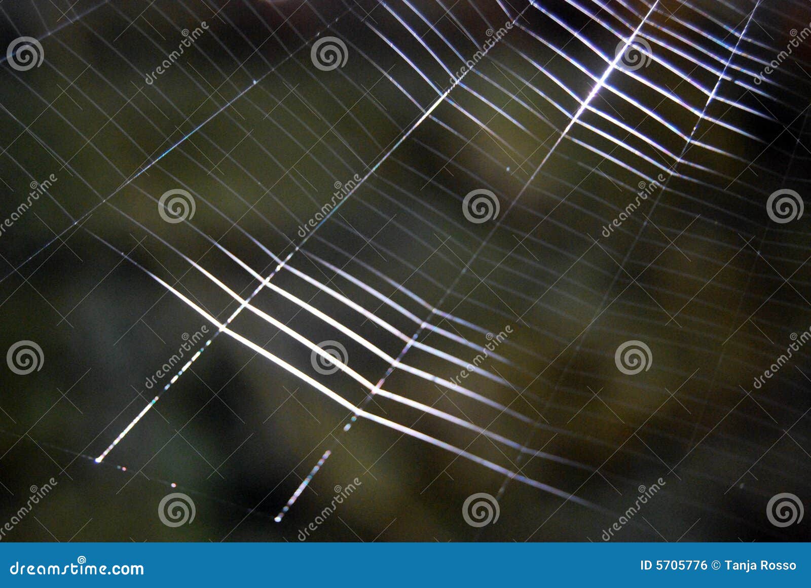 Cobweb stock photo. Image of nature, summer, forest, texture - 5705776