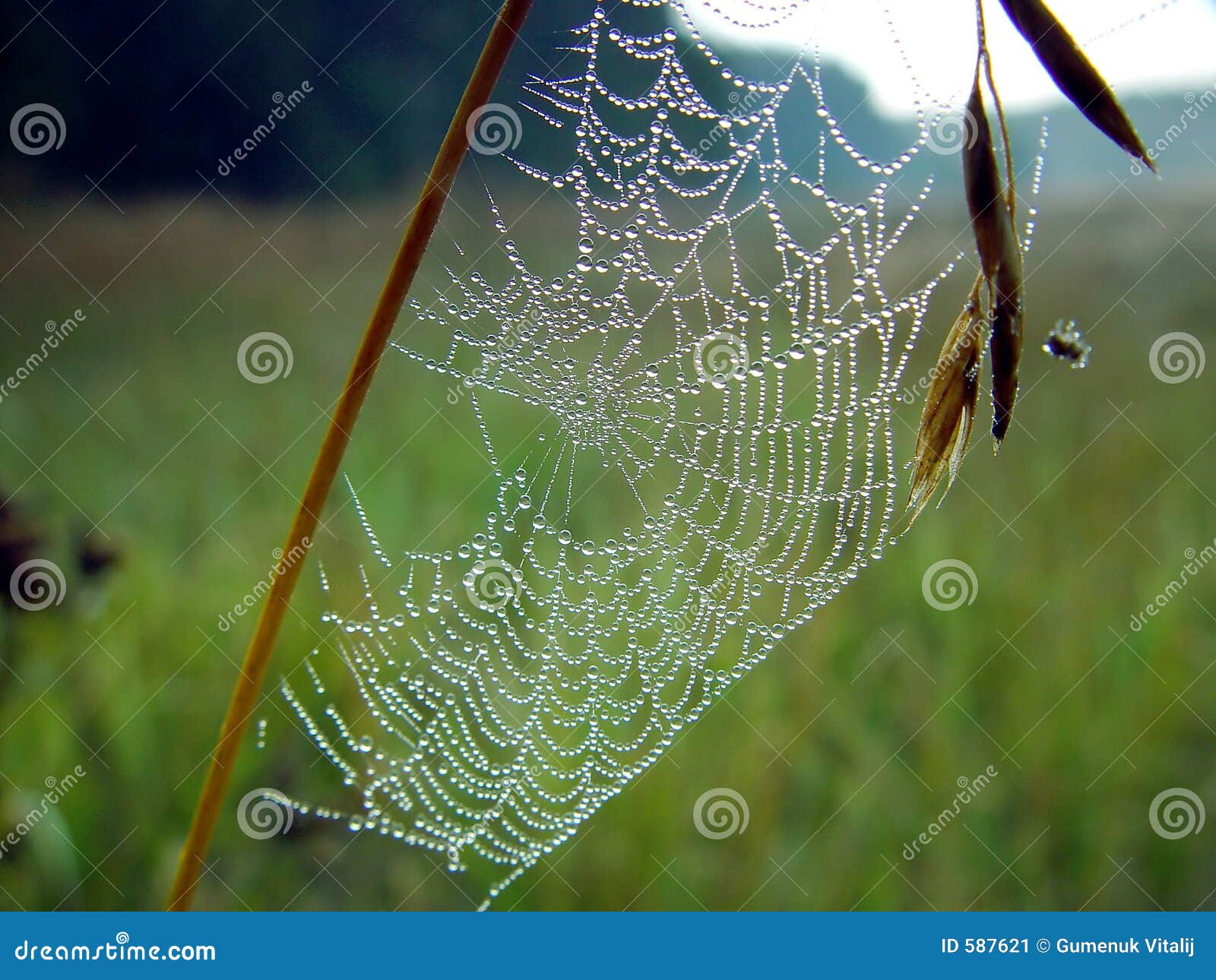 Cobweb. stock image. Image of autumn, drops, thin, cool - 587621