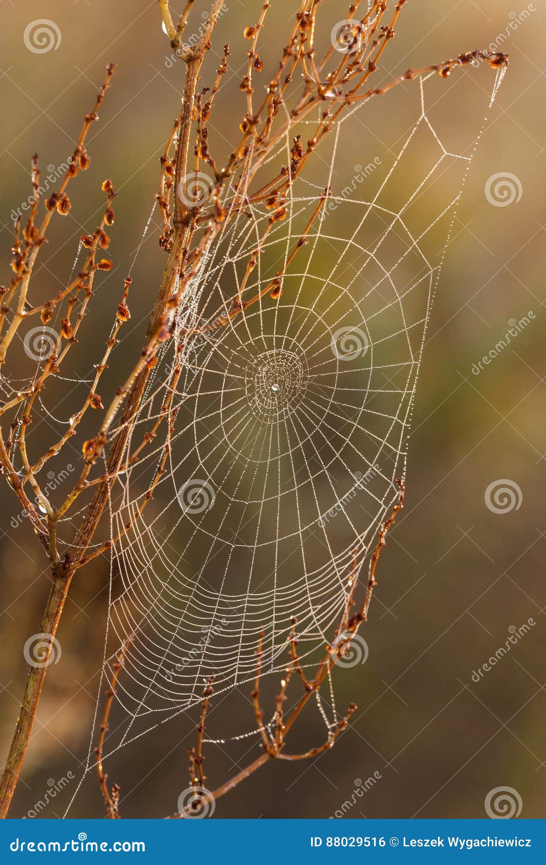 Cobweb stock photo. Image of color, natural, geometric - 88029516