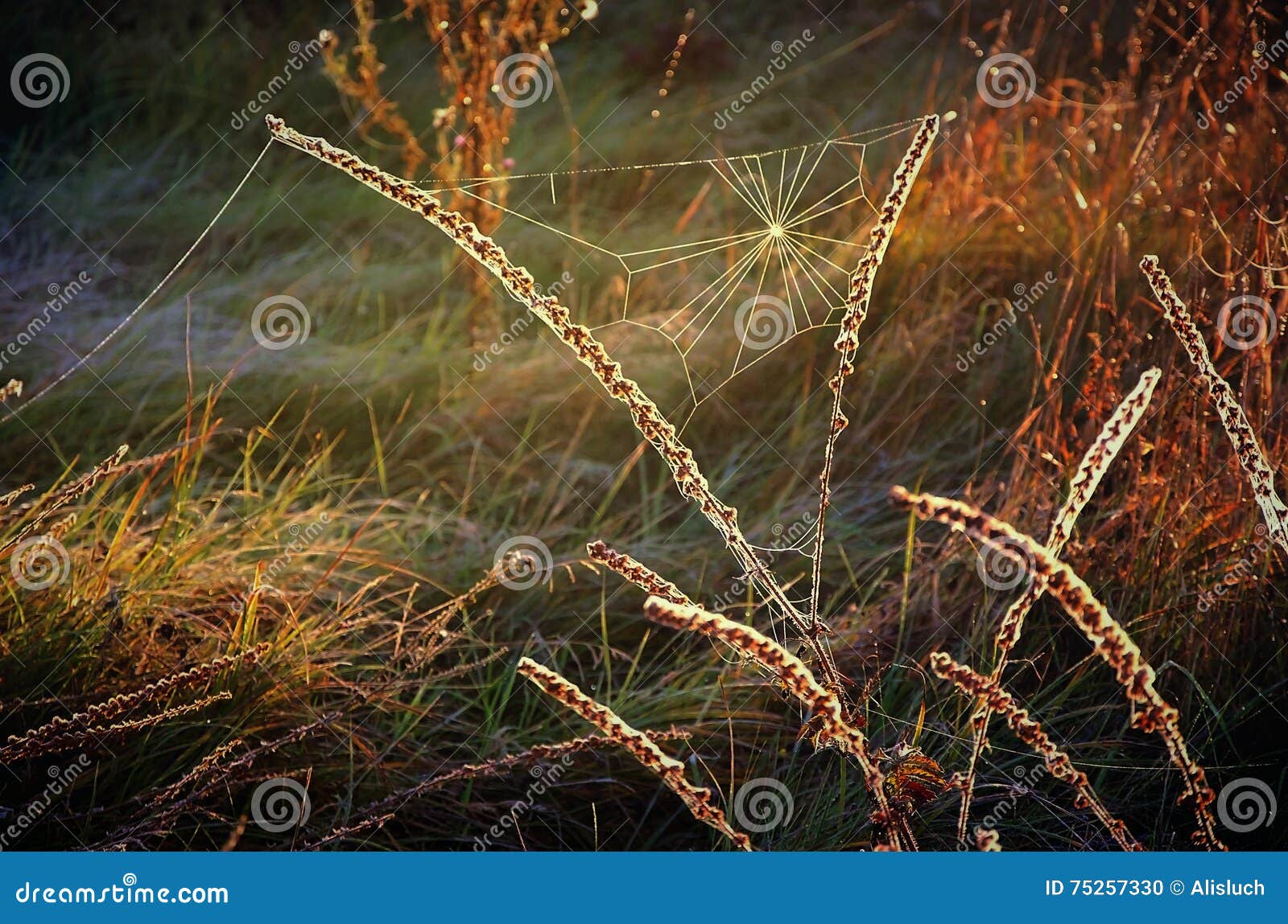 3,265 Cobweb Sun Photos - Free & Royalty-Free Stock Photos from Dreamstime