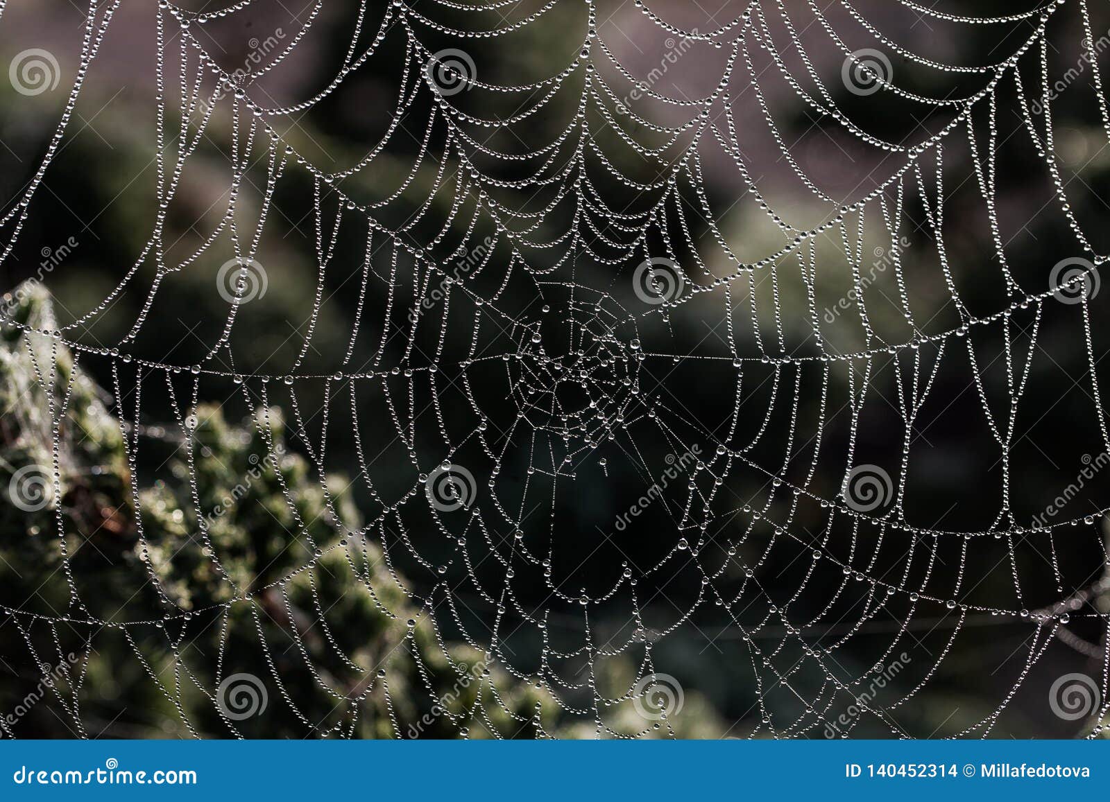 Cobweb Background. Spider Web with Waterdrops Closeup Stock Photo ...