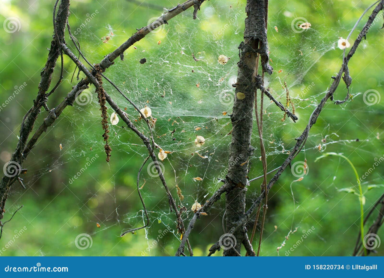 Cobweb on a Background of Trees. There is a Web in the Forest Stock ...