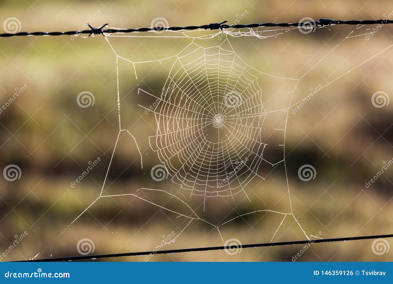 Cobweb on Barbed Wire Fence. Stock Photo - Image of victoria, spider ...