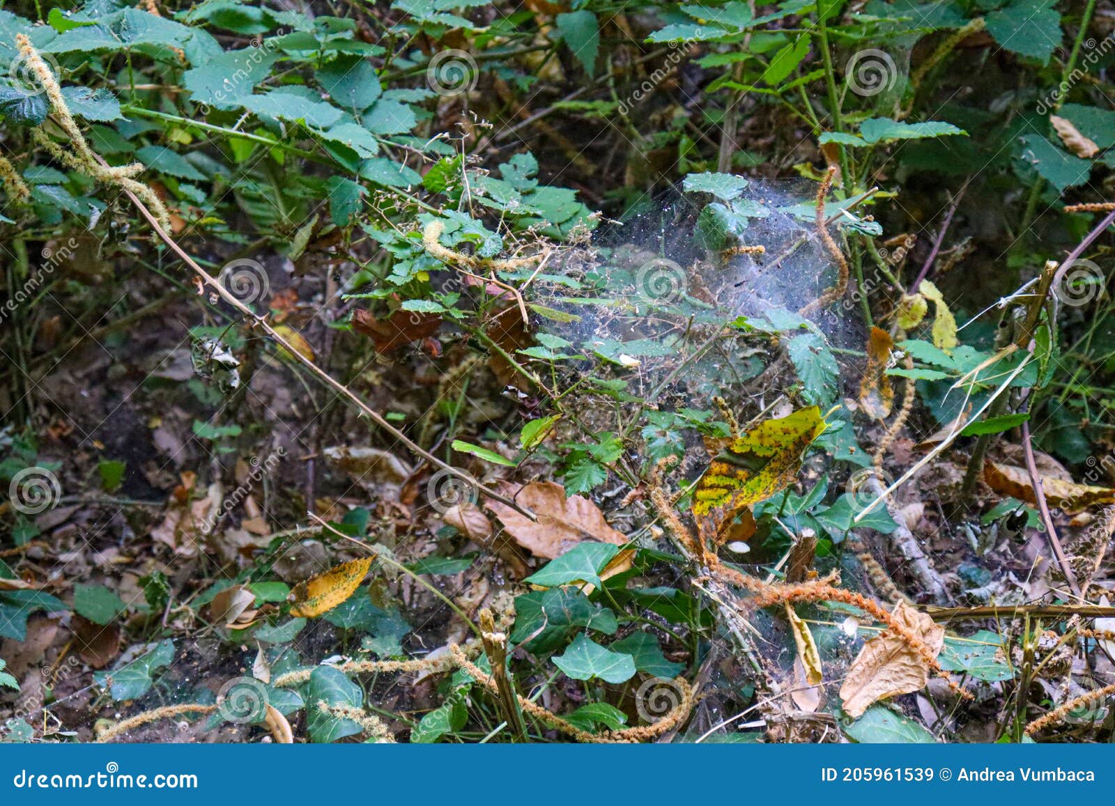 Cobweb on a Branch in the Woods Stock Image - Image of spider, season ...
