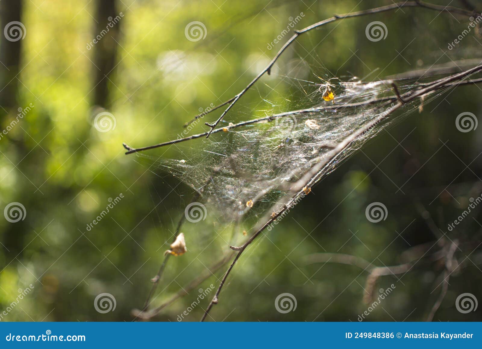 Cobweb on the Bushes in the Green Forest. Stock Photo - Image of light ...