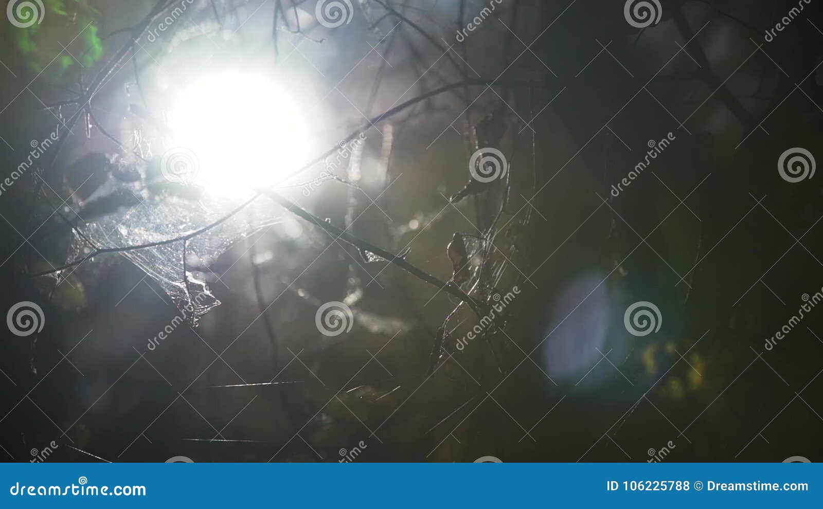 Cobweb in the cave stock footage. Video of fine, dark - 106225788
