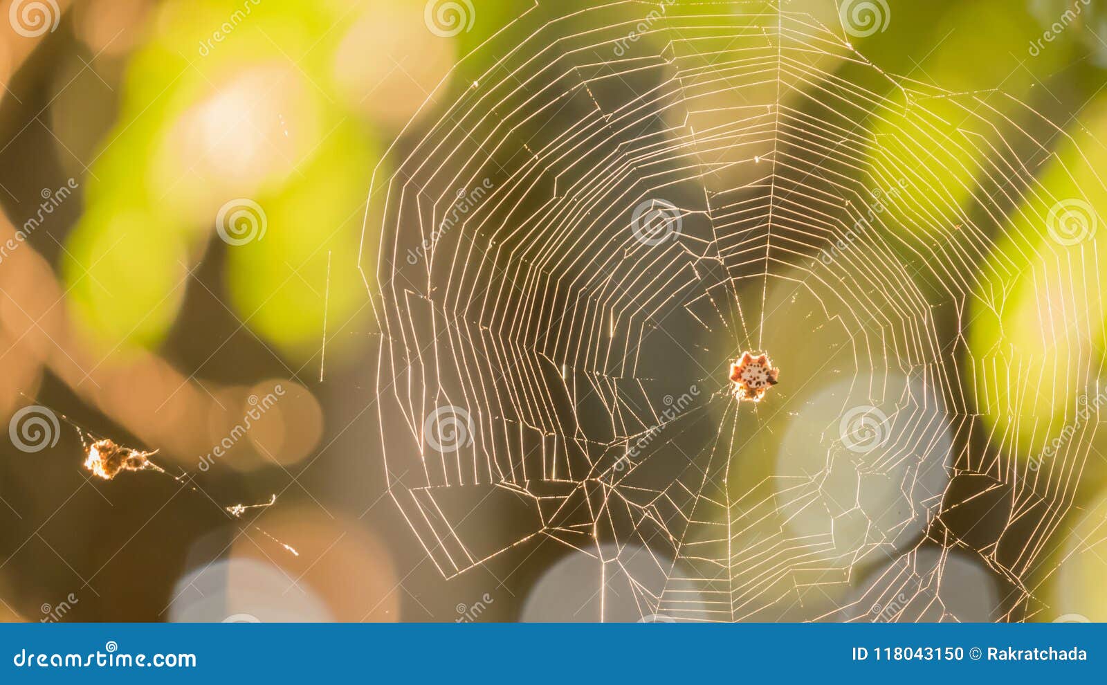 Spider web close-up stock photo. Image of branch, spider - 118043150