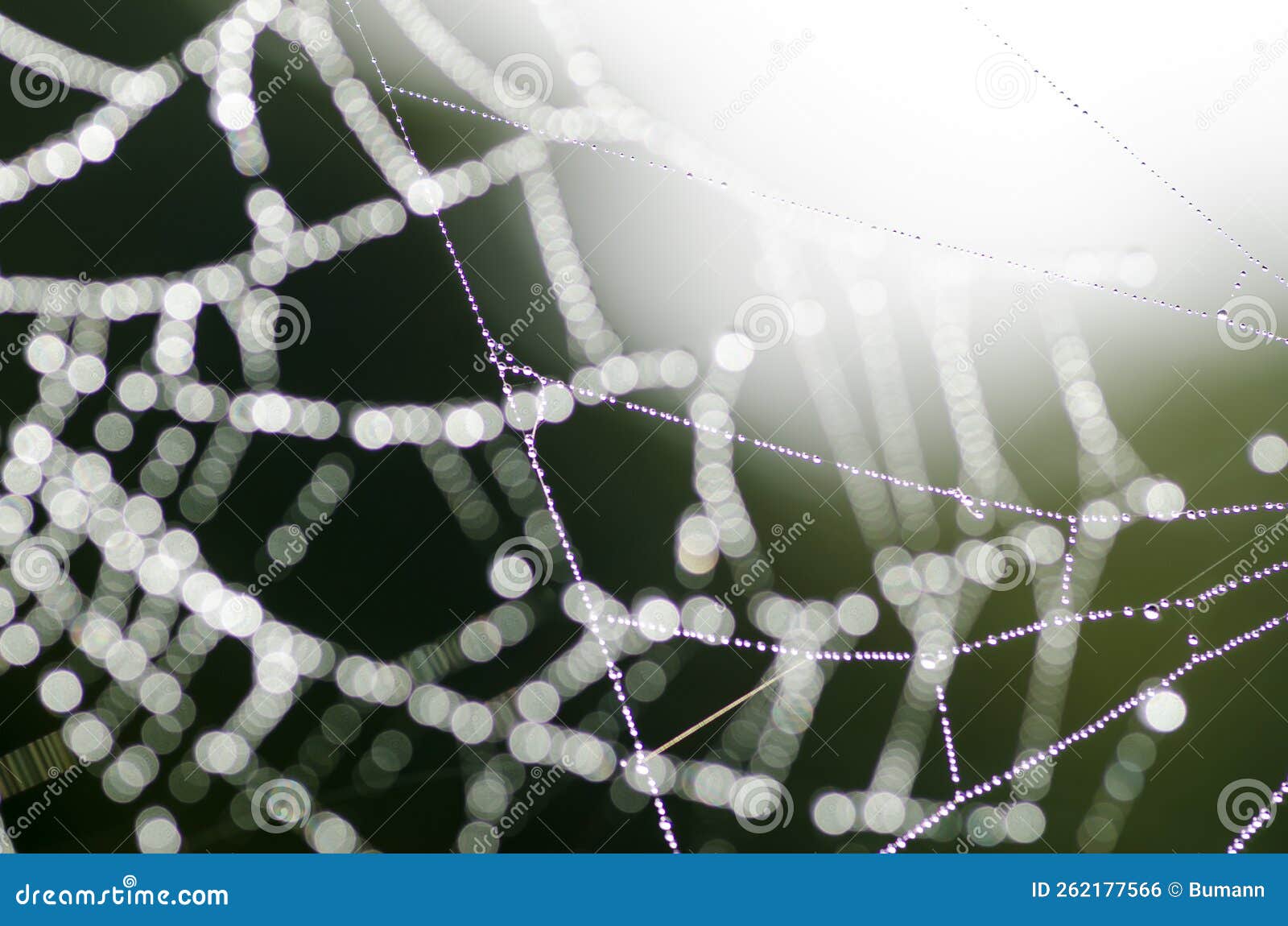 Cobweb, Close-up and Details of the Threads of a Cobweb Stock Photo ...