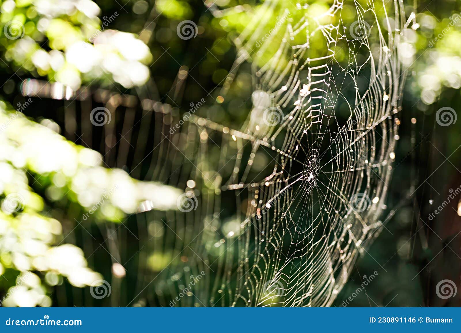 Cobweb, Close-up and Details of the Threads of a Cobweb Stock Photo ...