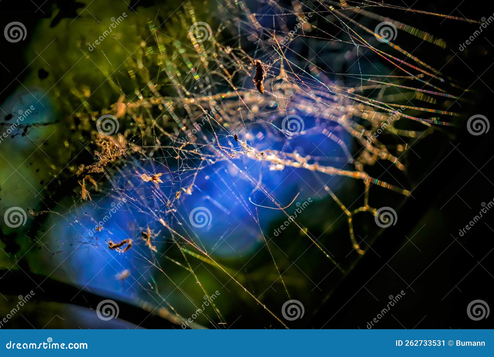 Cobweb, Close-up and Details of the Threads of a Cobweb Stock Image ...