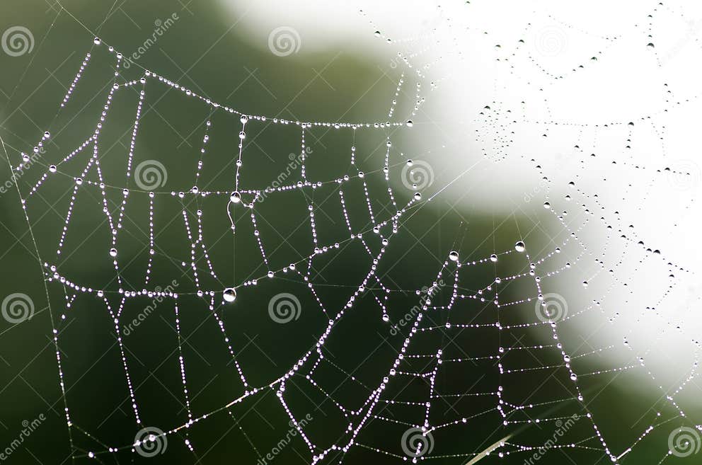 Cobweb, Close-up and Details of the Threads of a Cobweb Stock Image ...
