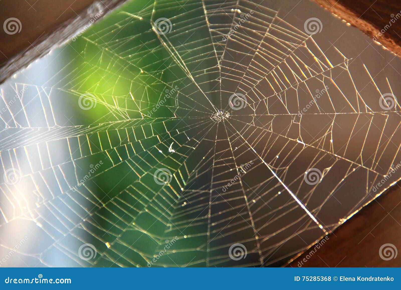 Cobweb Close Up in Scattered Light - Selective Focus, Copy Space Stock ...