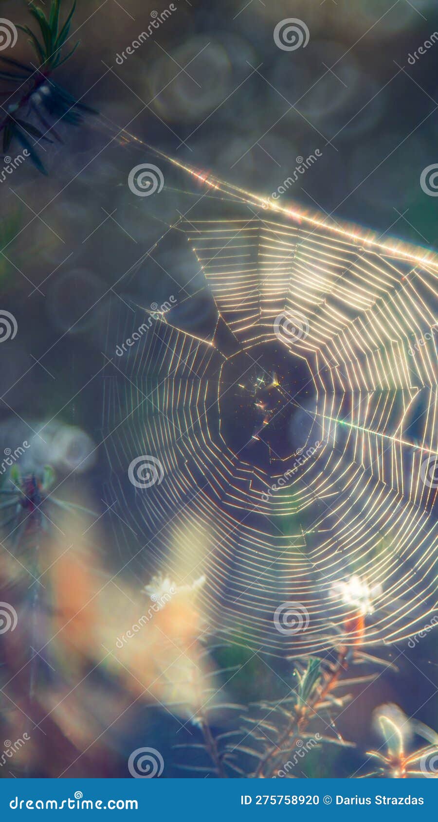 Cobweb closeup stock photo. Image of moisture, nature - 275758920