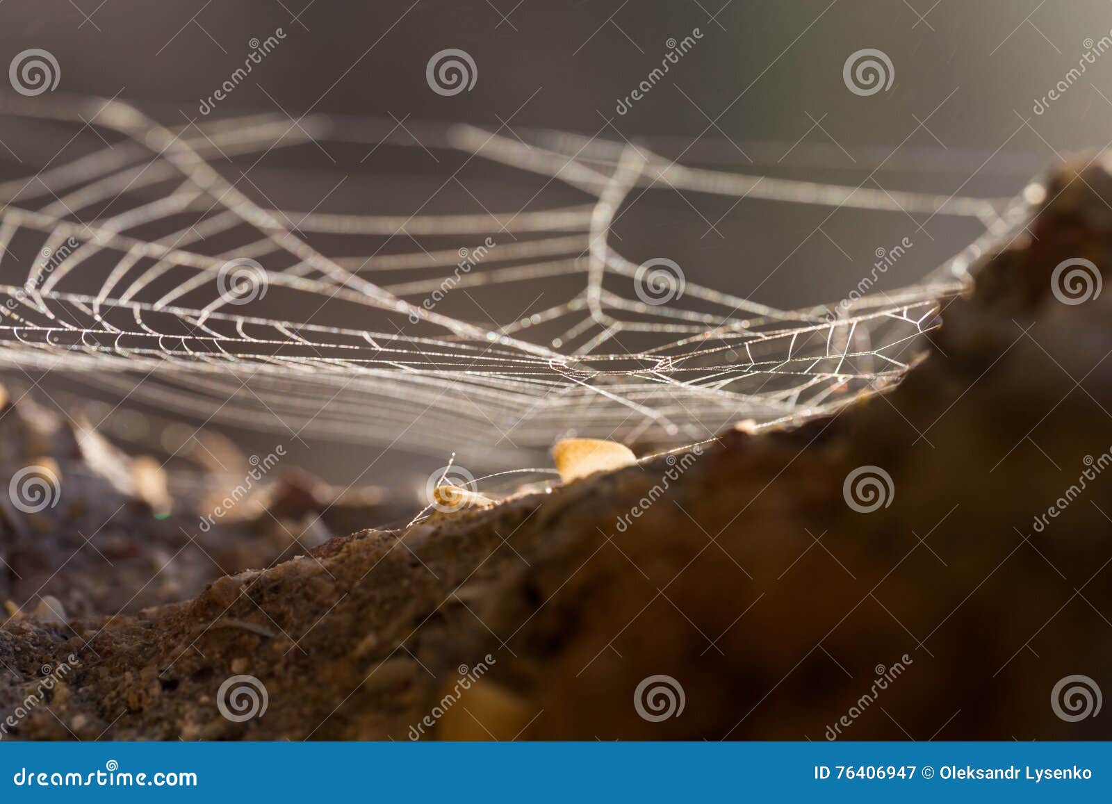 Cobweb closeup outdoors stock image. Image of spiderweb - 76406947