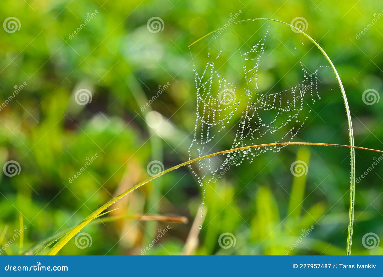 Cobweb or Cobweb is a Natural Rain Pattern. Spider Web with a Pattern ...