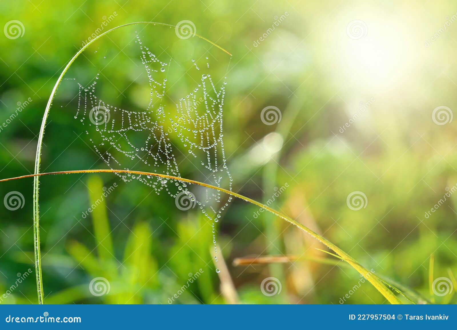 Cobweb or Cobweb is a Natural Rain Pattern. Spider Web with a Pattern ...