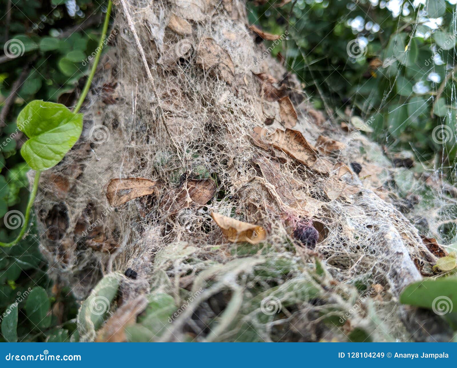 Cobweb stock image. Image of complicated, structures - 128104249