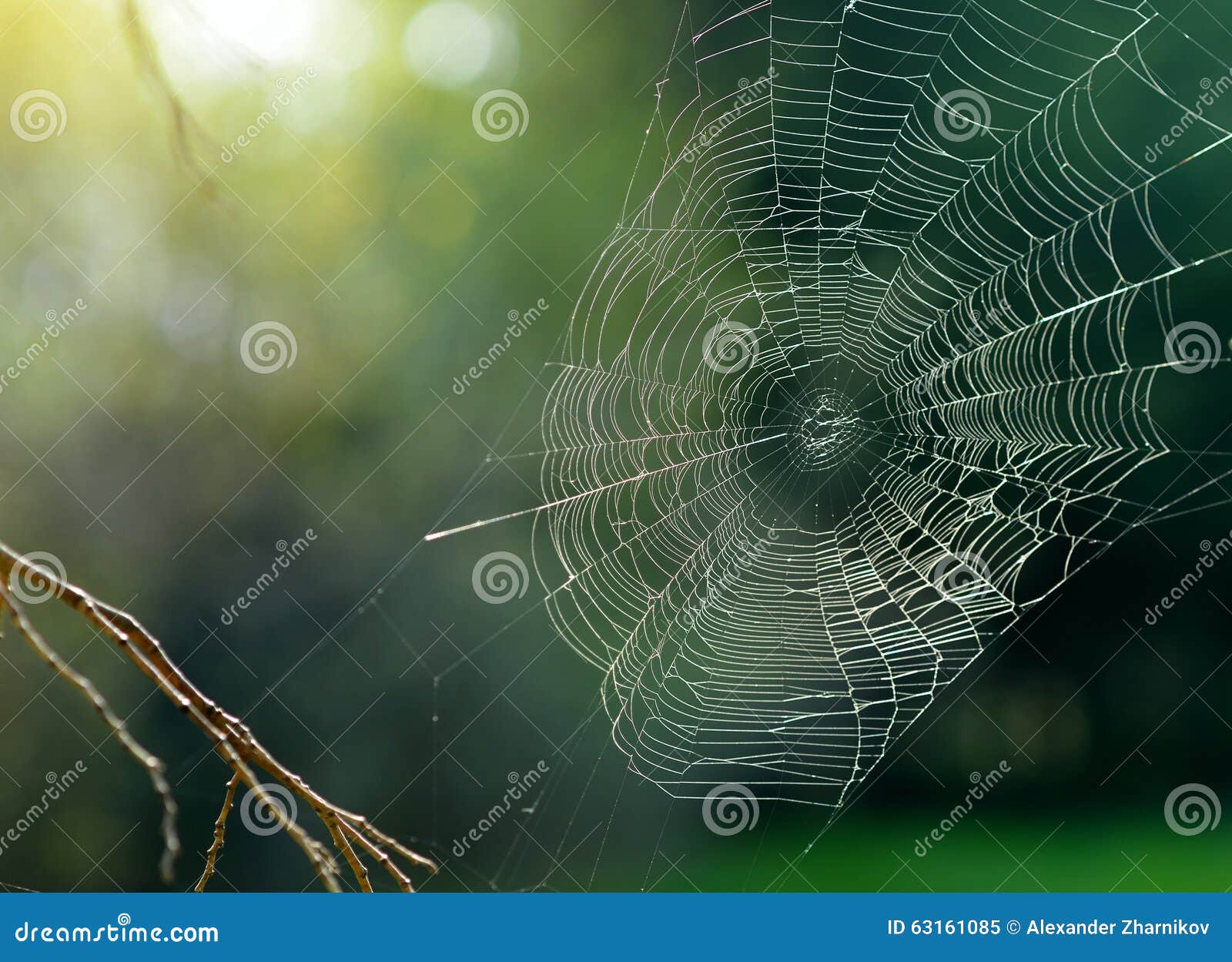 Cobweb stock image. Image of tree, break, fresh, climb - 63161085