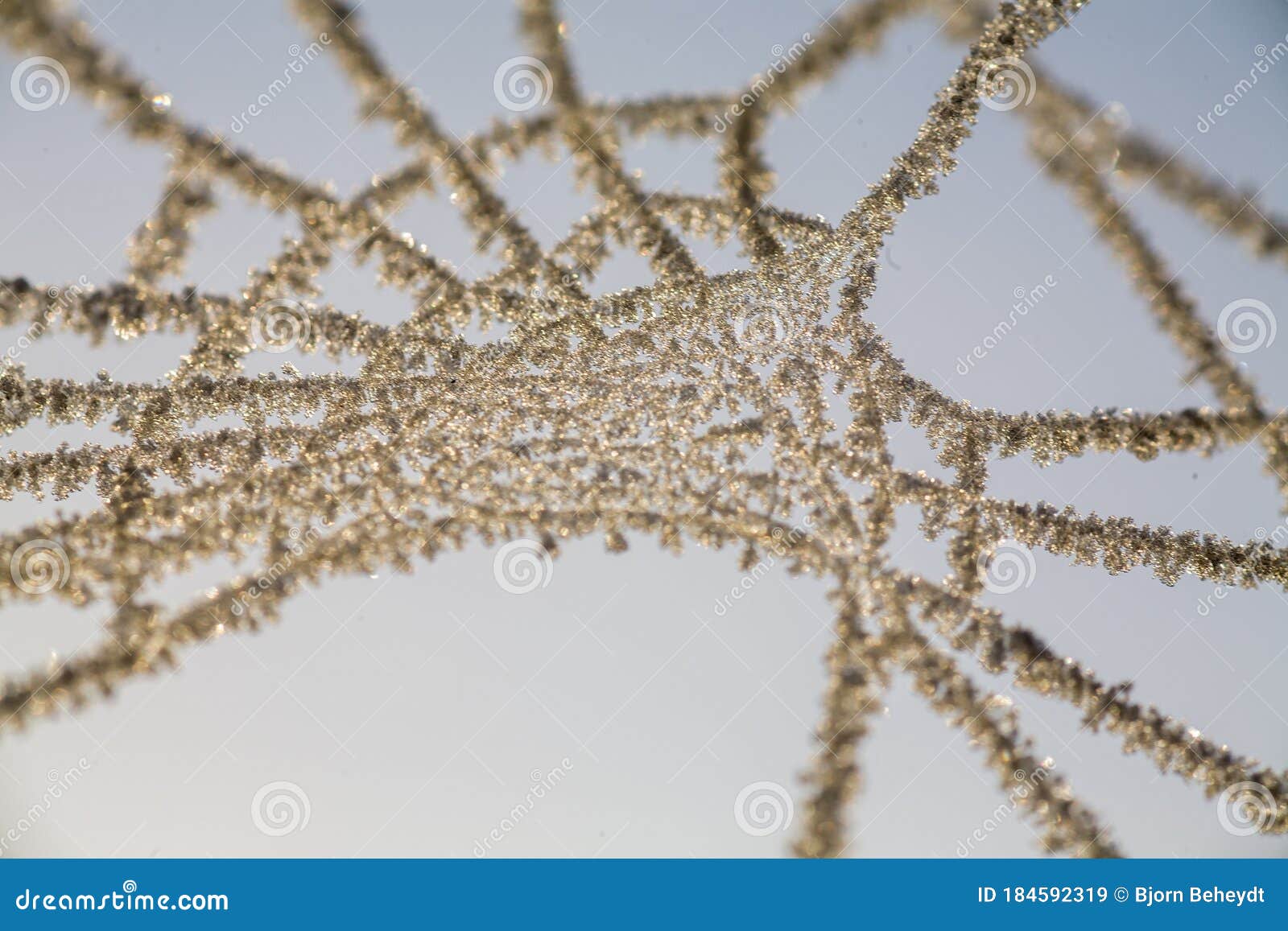 A Cobweb Covered by Iced Frost Stock Image - Image of insect, cobweb ...