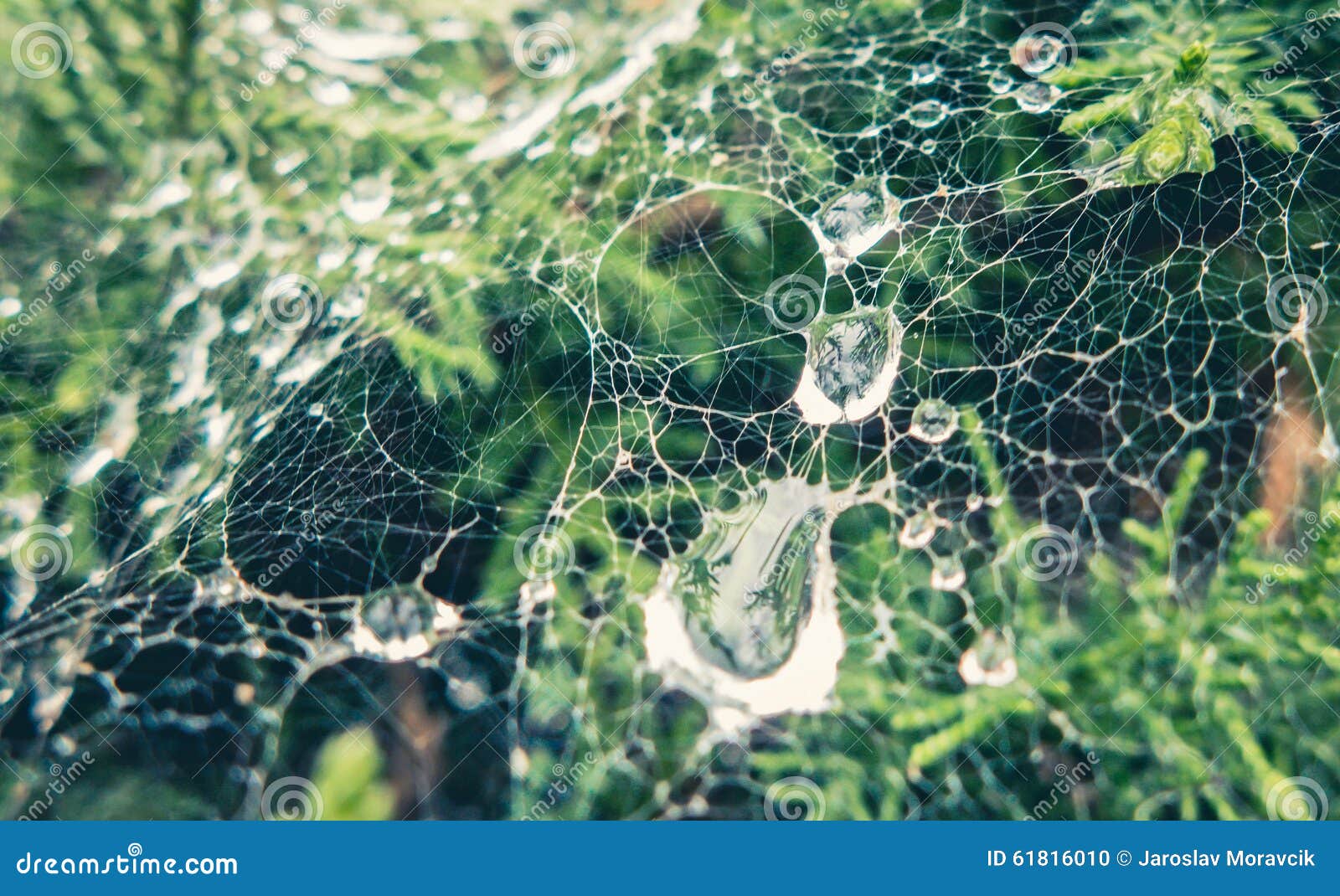 Cobweb stock photo. Image of detail, rain, green, cobweb - 61816010