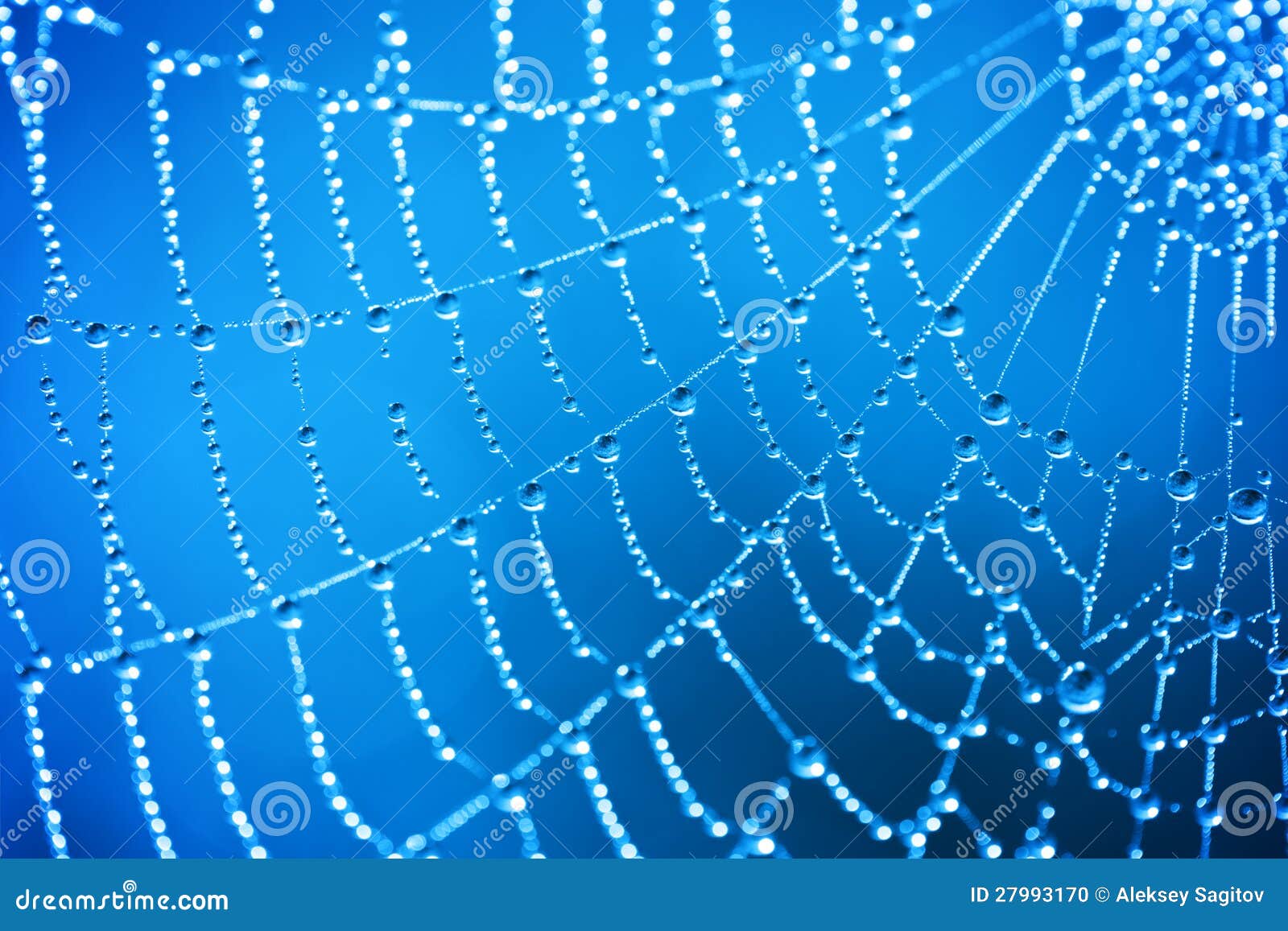 Cobweb with dew drops stock photo. Image of nature, blue - 27993170