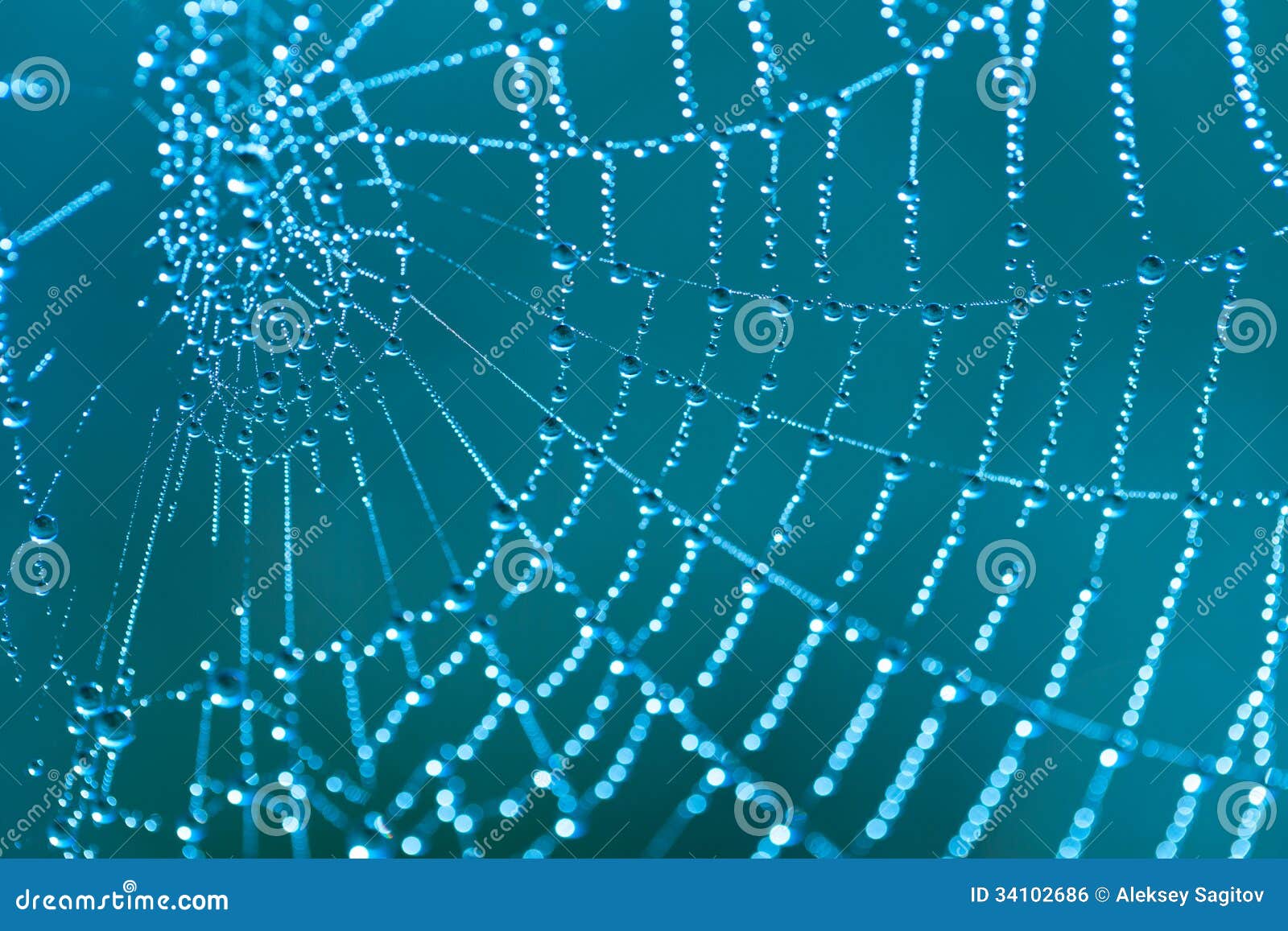 Cobweb with dew drops stock photo. Image of insect, cobweb - 34102686