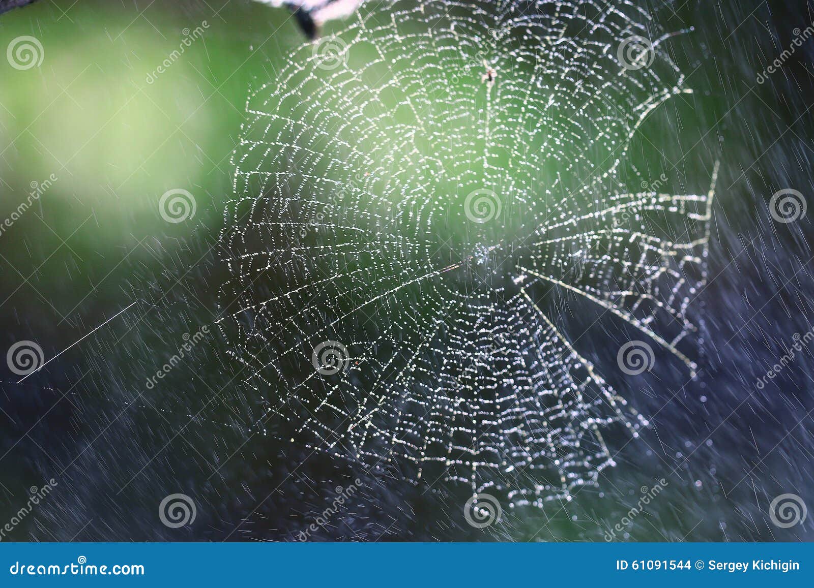 Cobweb with dew stock photo. Image of magic, nature, droplets - 61091544