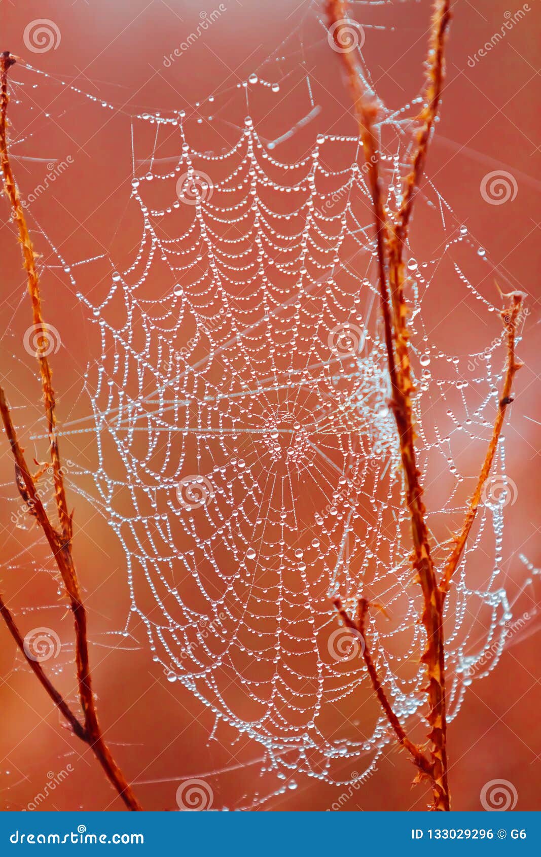 Cobweb in Dewdrops on Red Autumn Grass on a Blurred Background. Stock ...