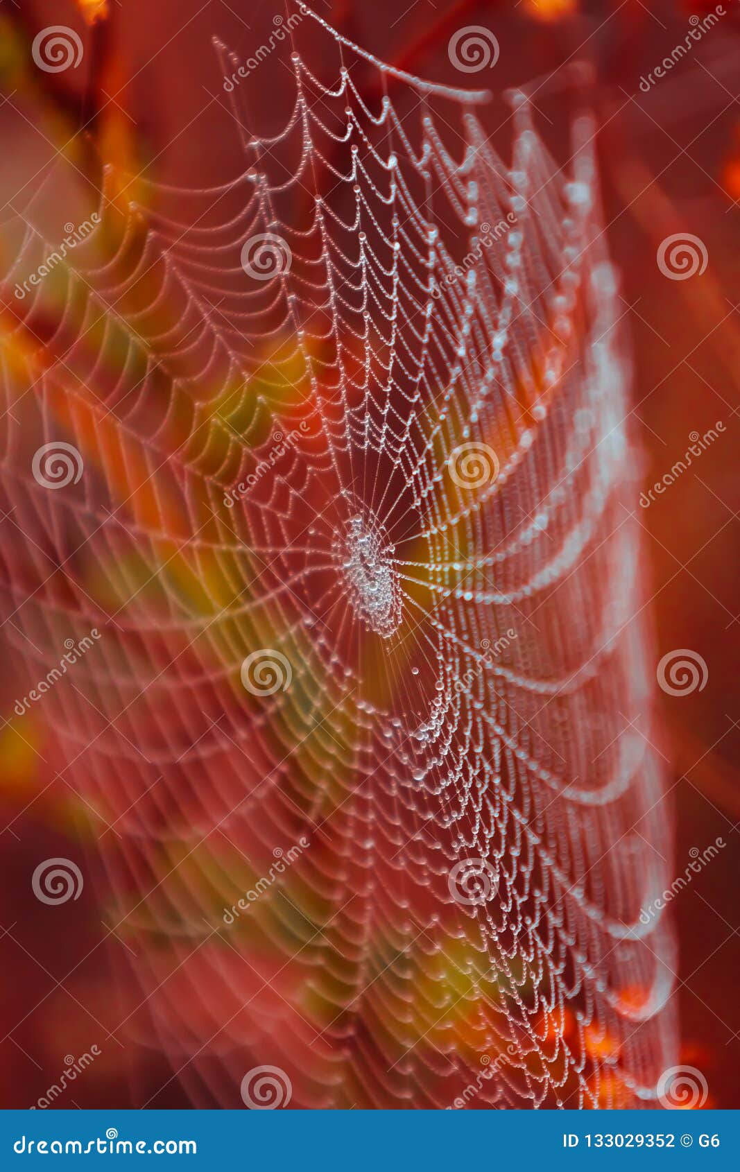 Cobweb in Dewdrops on Red Autumn Grass on a Blurred Background. Stock ...