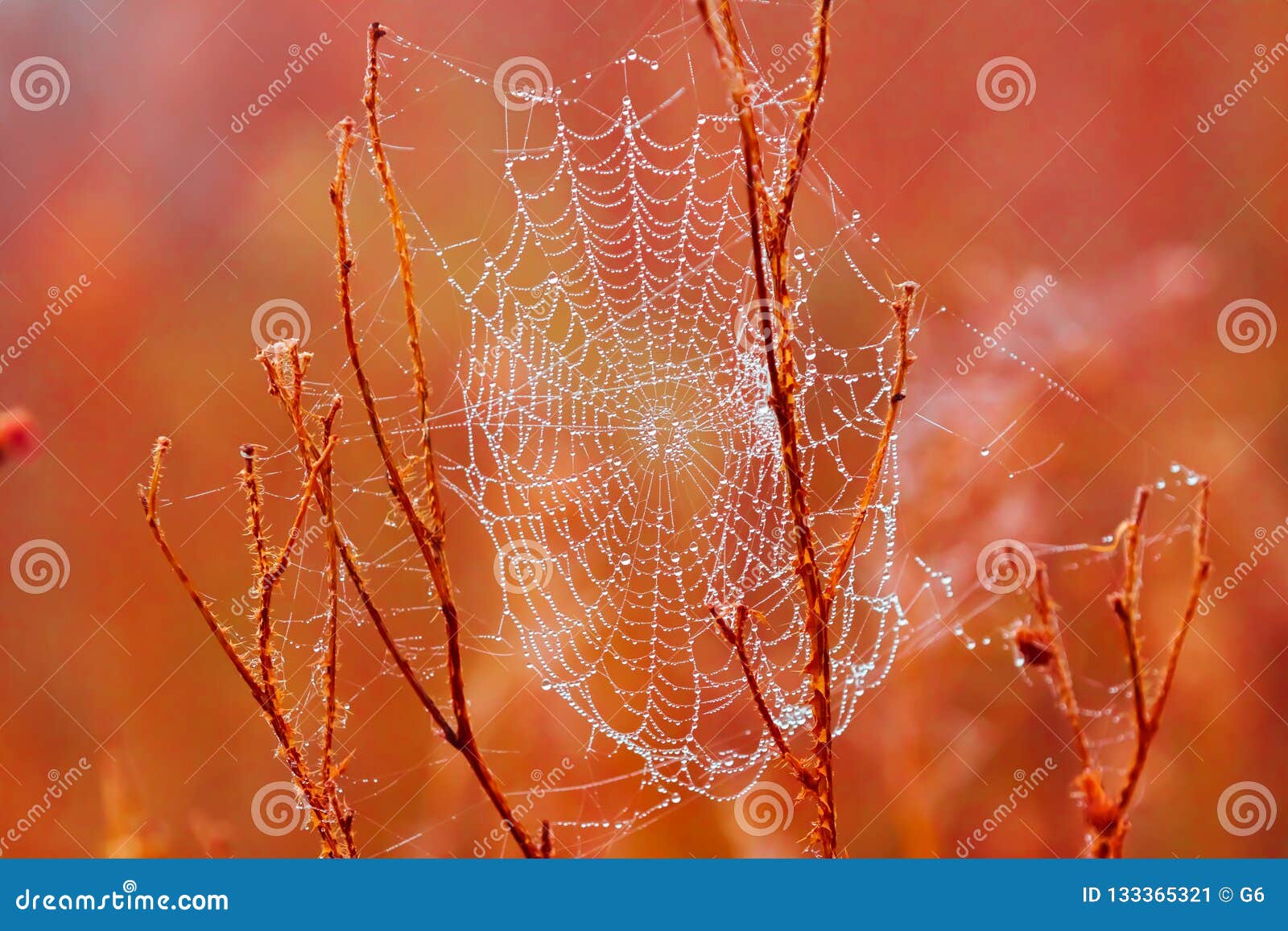 Cobweb in Dewdrops on Red Autumn Grass on a Blurred Background. Stock ...