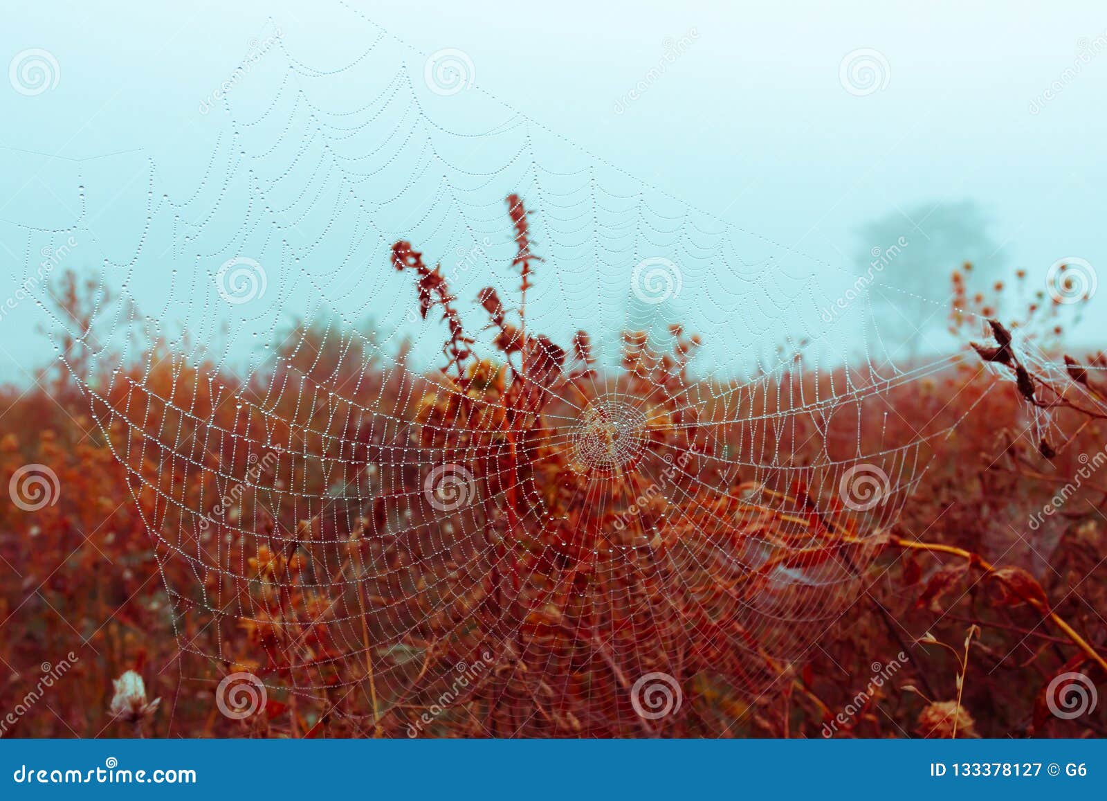 Cobweb in Dewdrops on Red Autumn Grass on a Blurred Background. Stock ...
