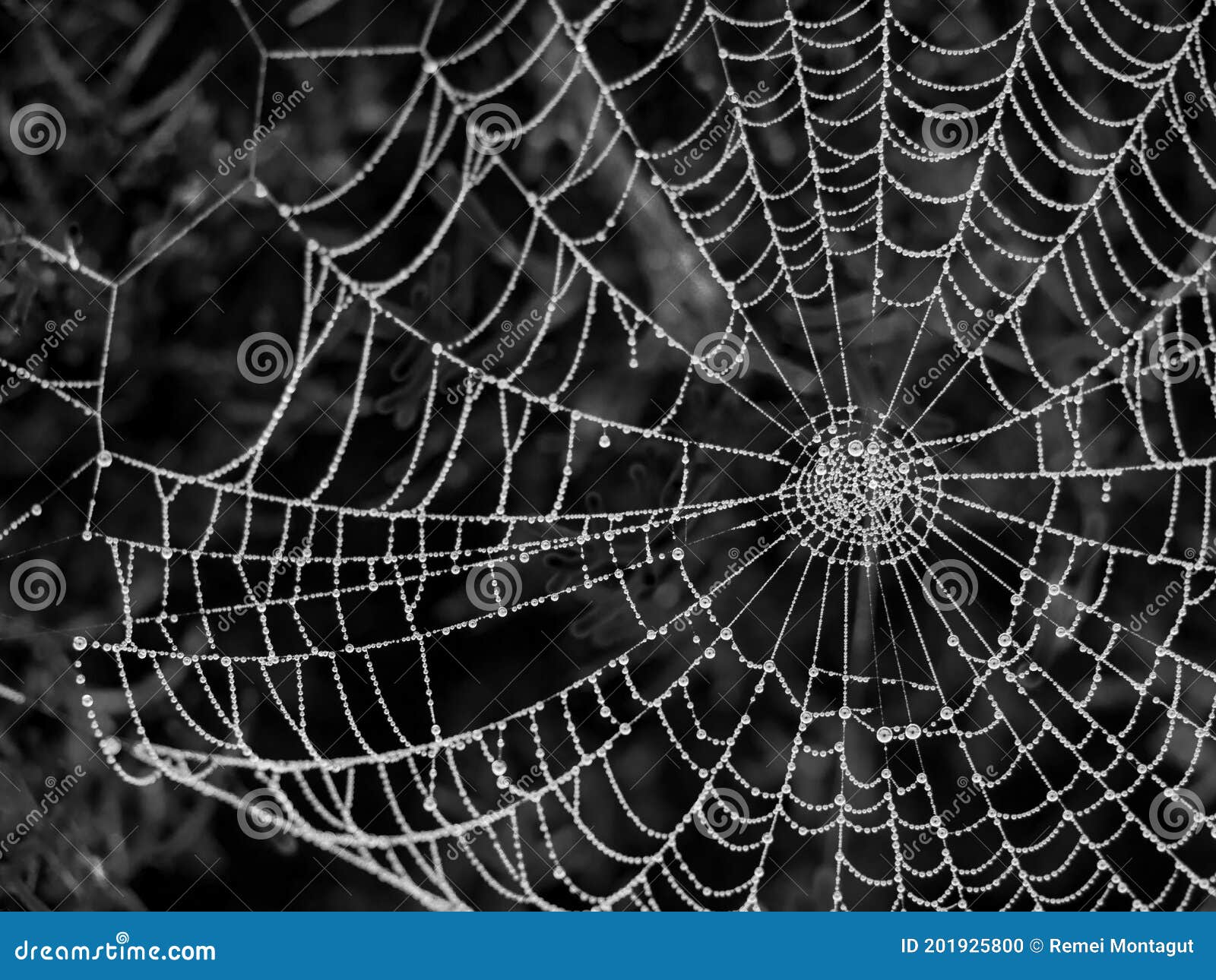 Cobweb with Drops in Black and White Stock Photo - Image of background ...
