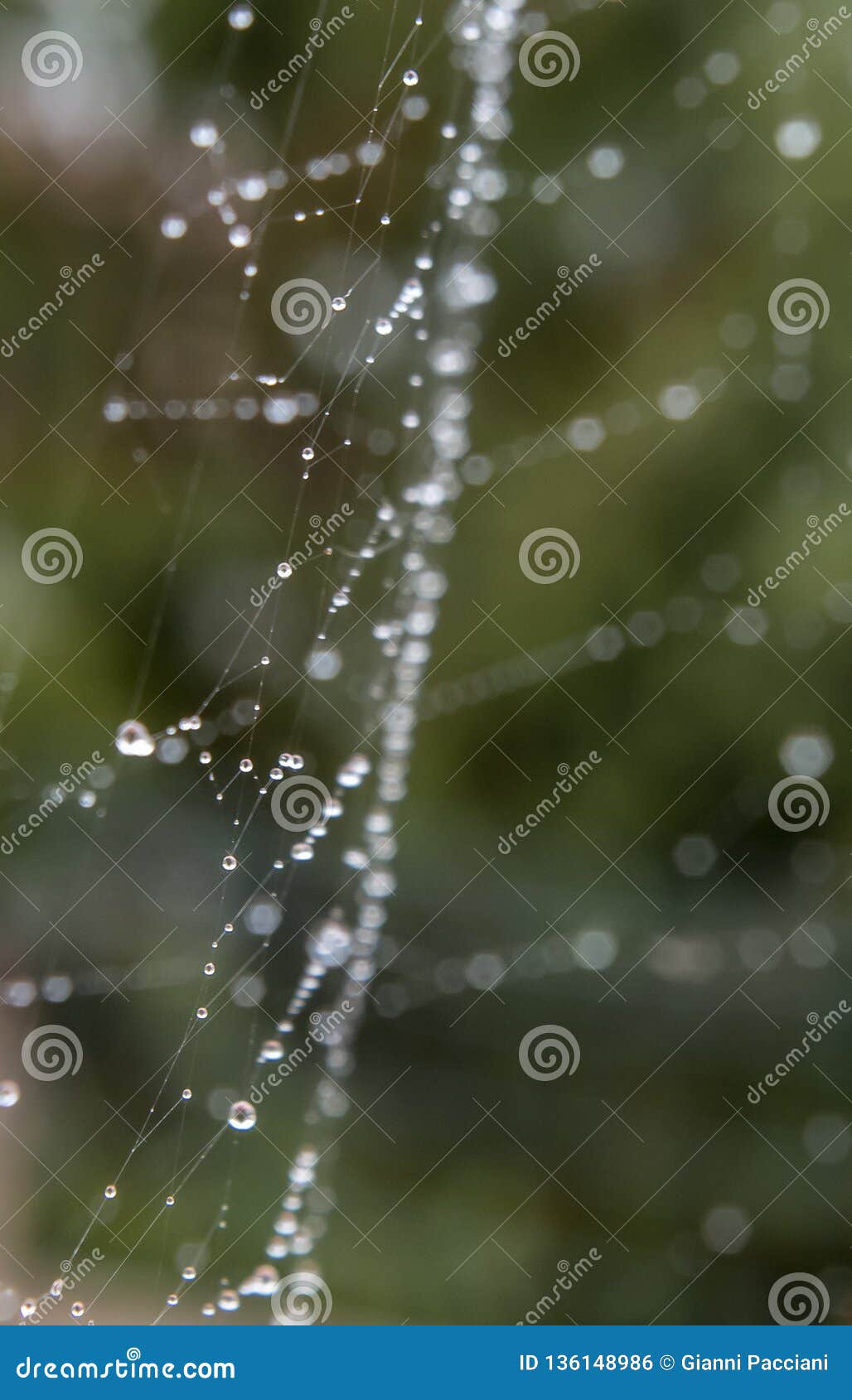 Cobweb with drops stock photo. Image of green, rain - 136148986