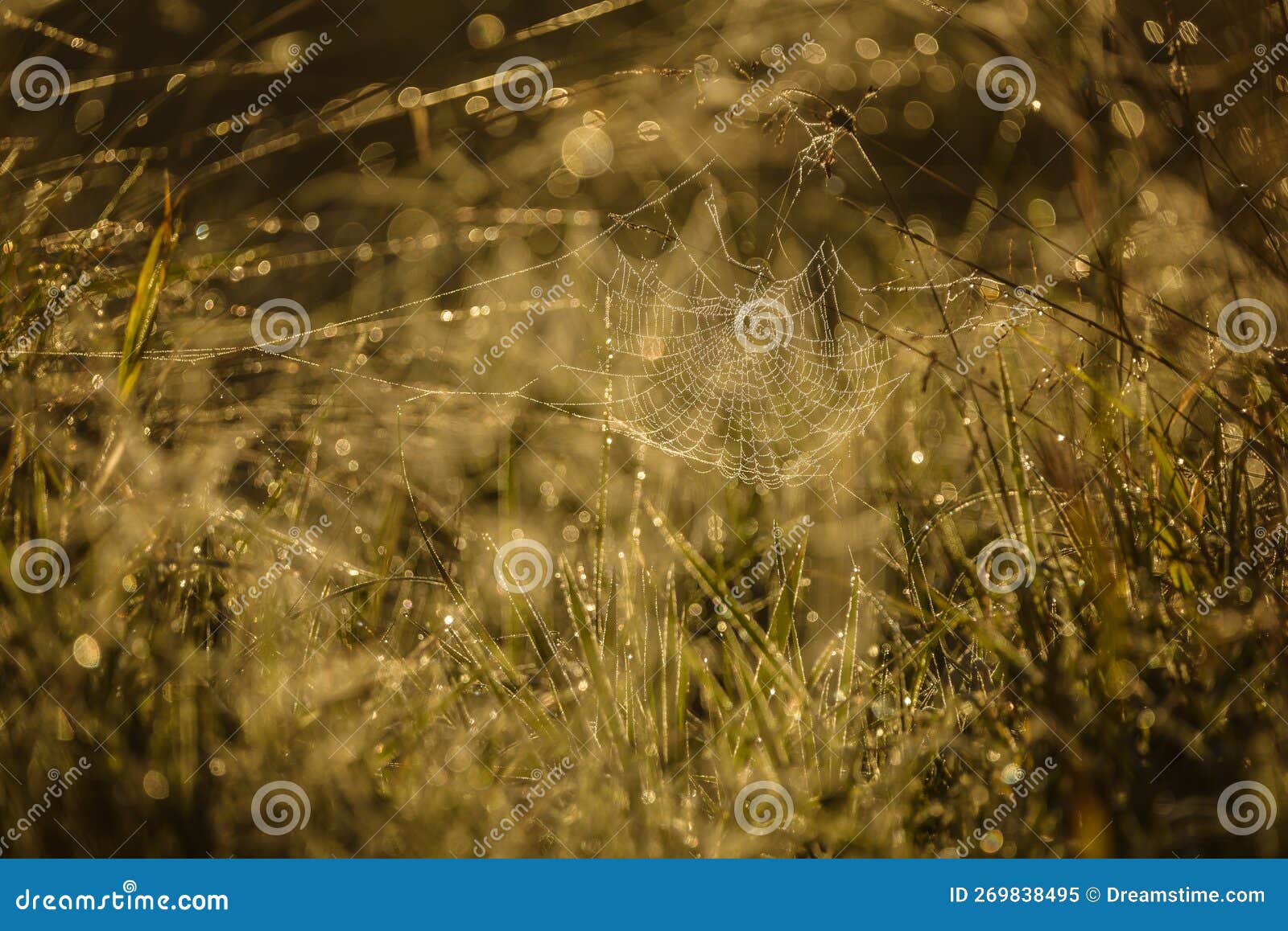 COBWEB stock image. Image of wildlife, outdoor, drops - 269838495