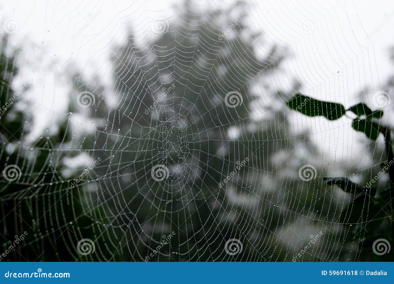 Cobweb drops stock photo. Image of design, natural, raindrop - 59691618