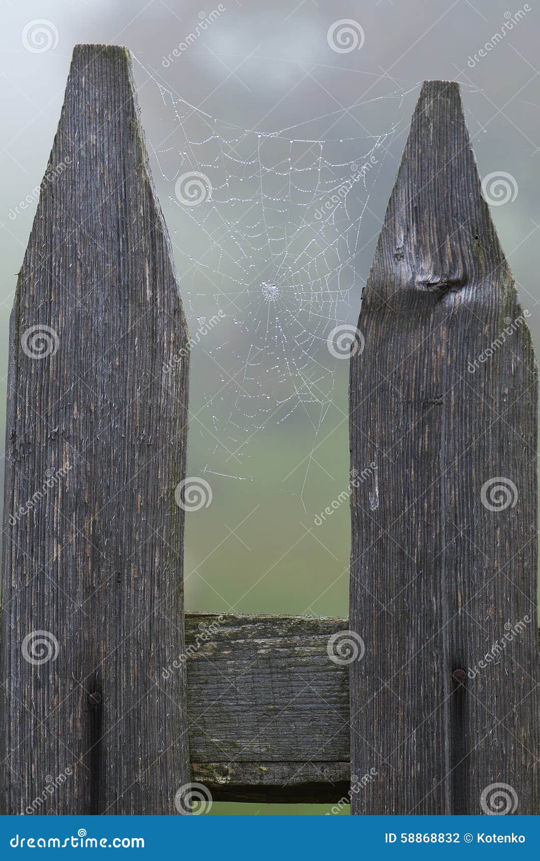 Cobweb on the fence stock photo. Image of drop, natural - 58868832