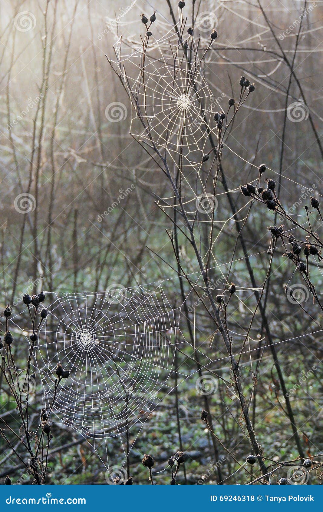 Cobweb in the field stock photo. Image of forest, natural - 69246318